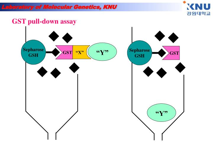 PPT - Protein – protein interaction PowerPoint Presentation - ID:4604927