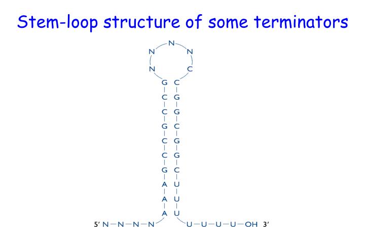 PPT - Prokaryotic promoters in the test tube and in the environment ...