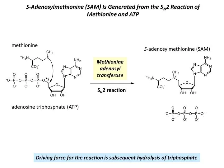 PPT - S-Adenosylmethionine (SAM) Is Generated from the S N 2 Reaction ...