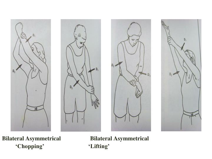 PPT - PROPRIOCEPTIVE NEUROMUSCULAR FACILITATION (PNF) Mazyad Alotaibi ...