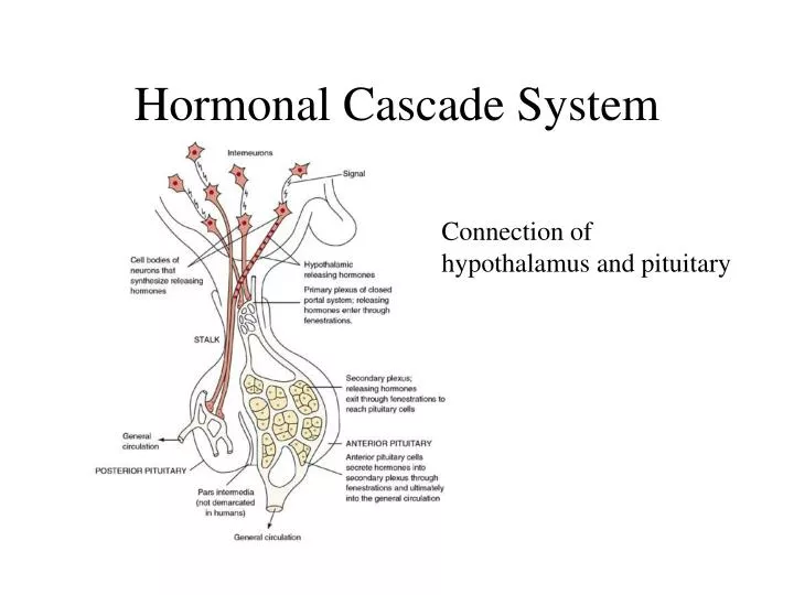 PPT - Hormonal Cascade System PowerPoint Presentation, free download ...