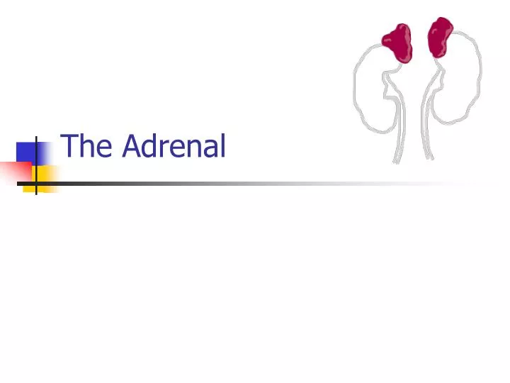 PPT - The Adrenal PowerPoint Presentation, free download - ID:4606962