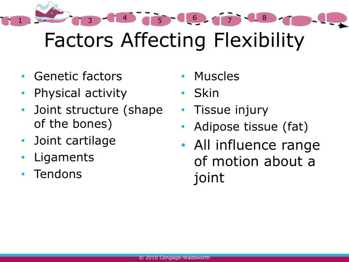 PPT - Chapter 8 Muscular Flexibility PowerPoint Presentation - ID:4606993