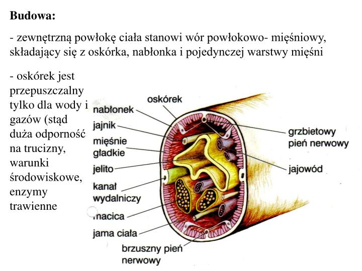 PPT - Nicienie PowerPoint Presentation - ID:4607863