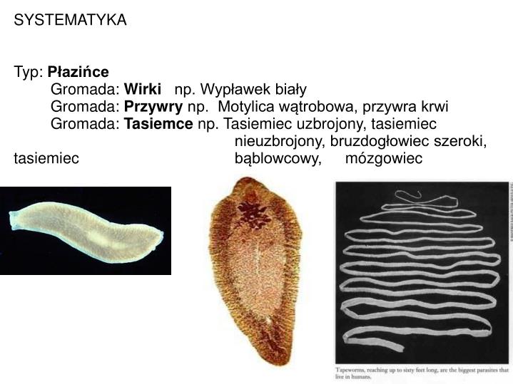 PPT - Płazińce (robaki płaskie) PowerPoint Presentation - ID:4607970