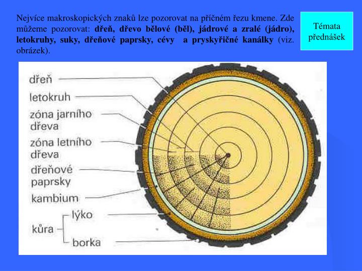 PPT - Materiály a technologie-dřevo (výuková prezentace) Mgr. Pavel ...
