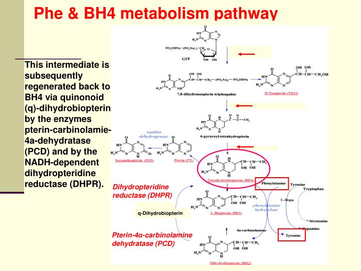 PPT - Screening for phenylketonuria (PKU) – laboratory methods ...
