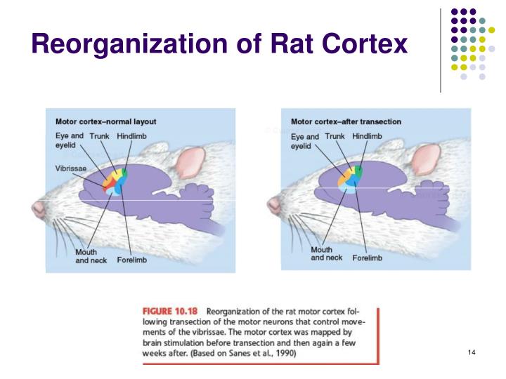 PPT - Animal Models of Human Neuropsychological Diseases PowerPoint ...