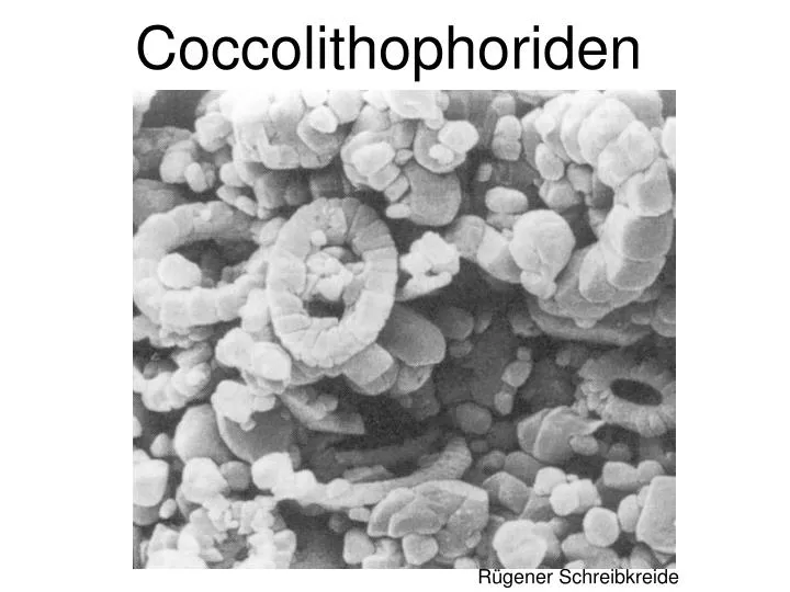 PPT - Coccolithophoriden PowerPoint Presentation, free download - ID ...