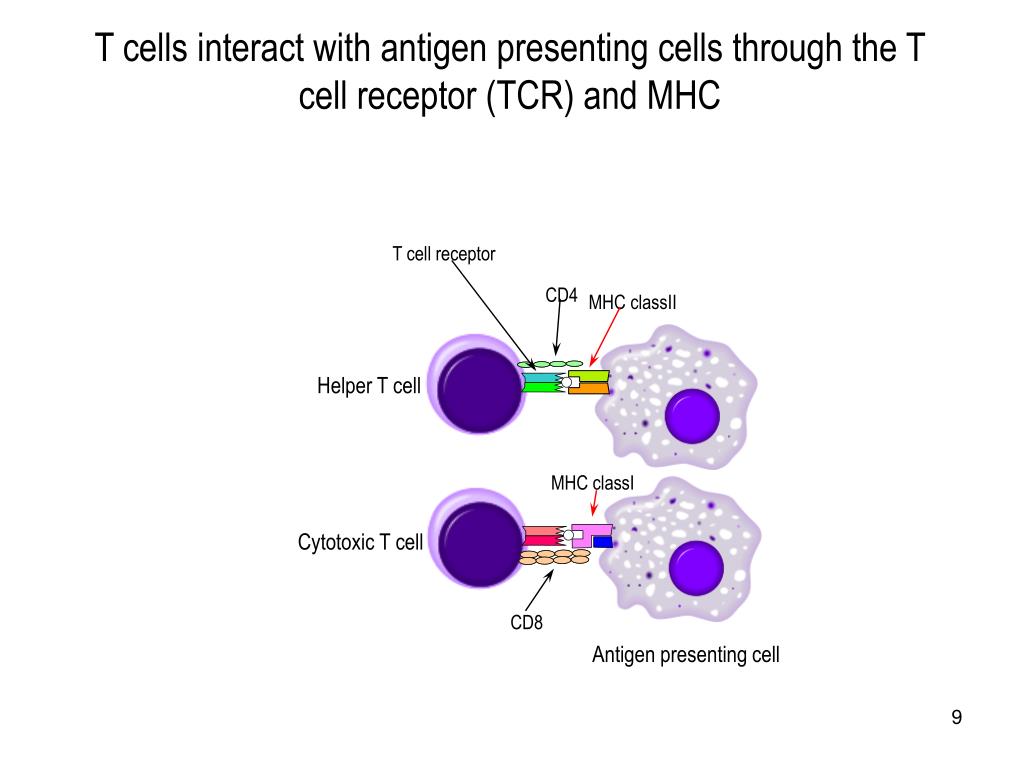 PPT Where Do T Cells Come From PowerPoint Presentation Free PPT Where Do T Cells Come From PowerPoint Presentation Free