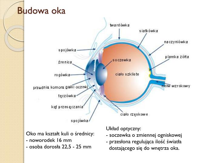 PPT - Wady wzroku PowerPoint Presentation - ID:4611457