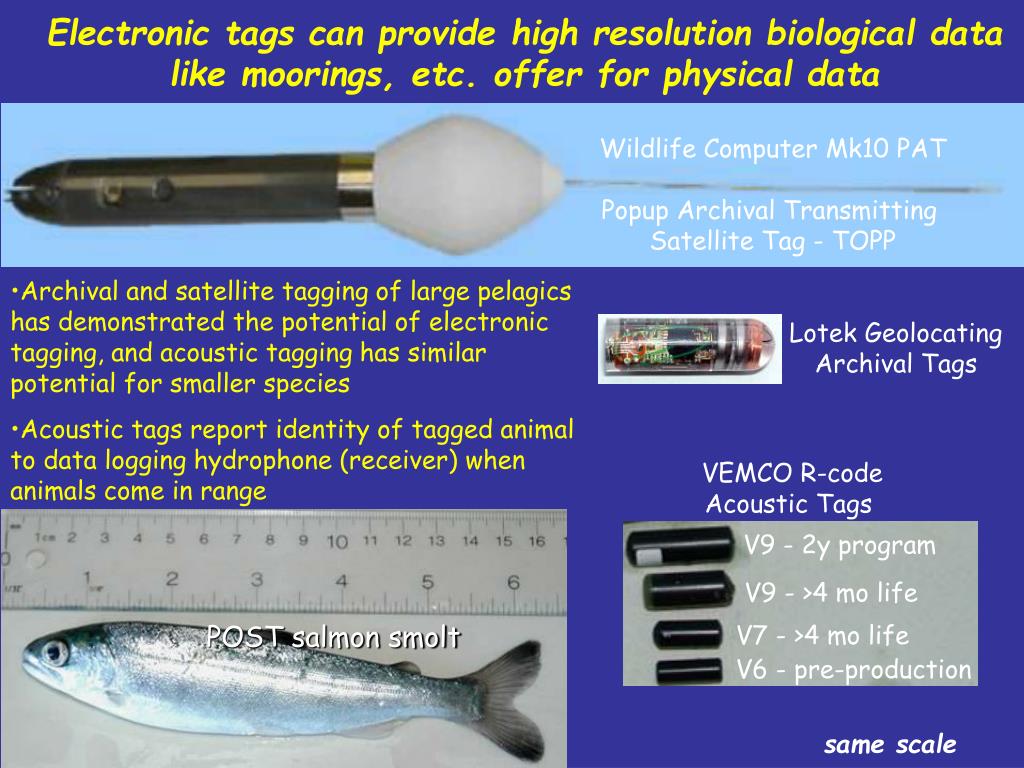 PPT - Acoustic Tracking and Marine Resource Management: a NOAA ...