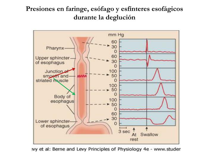 PPT - FISIOLOGÍA DEL SISTEMA DIGESTIVO PowerPoint Presentation - ID:4613212