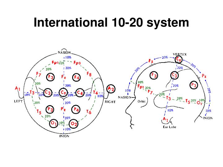 PPT - Normal EEG in children EEG workshop PowerPoint Presentation - ID ...