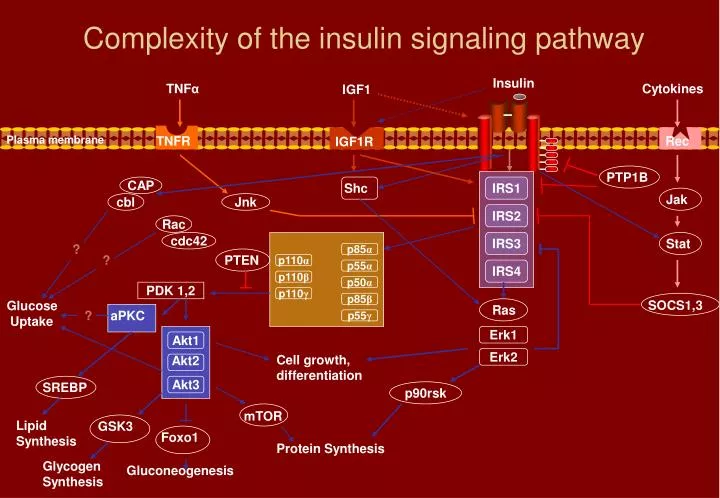 PPT - Complexity of the insulin signaling pathway PowerPoint ...