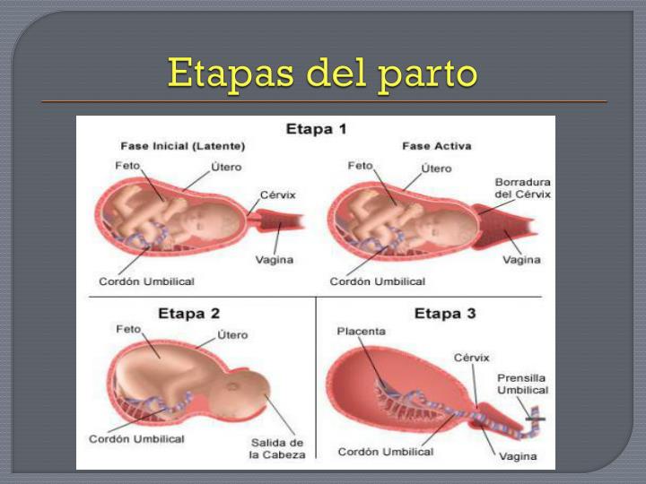 PPT - FENOMENOS ACTIVOS Y PASIVOS DEL TRABAJO DE PARTO PowerPoint ...