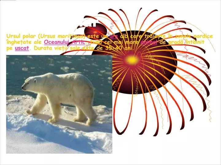 PPT - Ursul polar PowerPoint Presentation, free download - ID:4615592