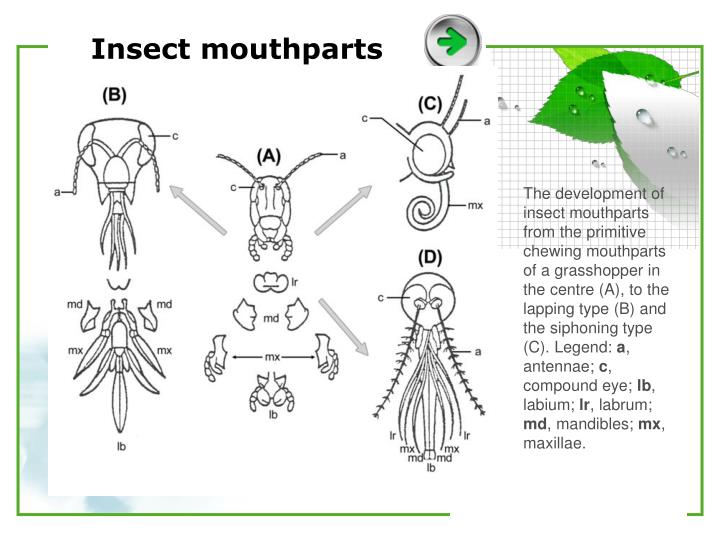 PPT - Herbivores offense PowerPoint Presentation - ID:4615818