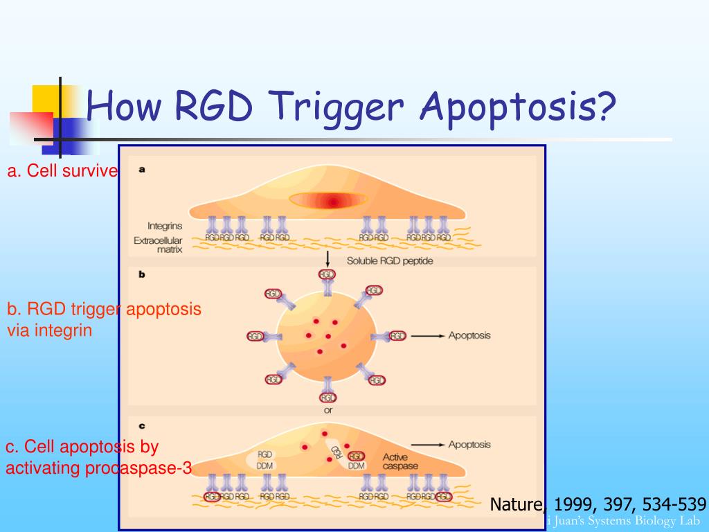 PPT - Systems-Biology Study of RGD Mimetic Peptide in Breast Cancer ...