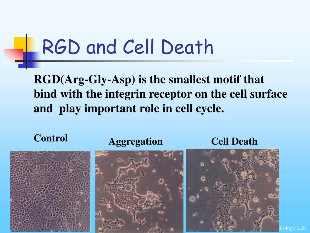 PPT - Systems-Biology Study of RGD Mimetic Peptide in Breast Cancer ...