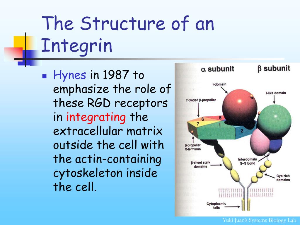 PPT - Systems-Biology Study of RGD Mimetic Peptide in Breast Cancer ...