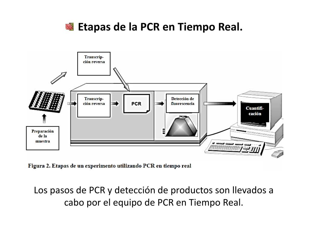 PPT - Trabajo Práctico Nº 4: PCR en Tiempo Real PowerPoint Presentation ...
