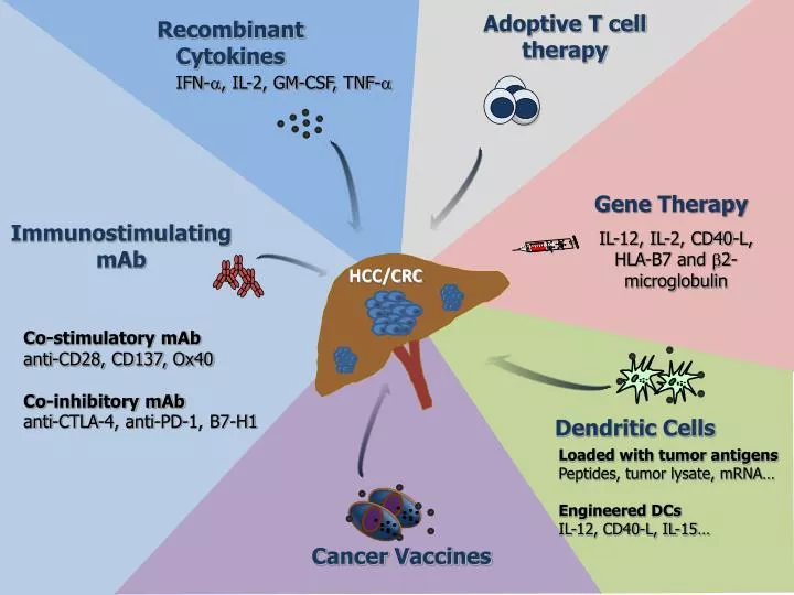 PPT - Adoptive T cell therapy PowerPoint Presentation, free download ...