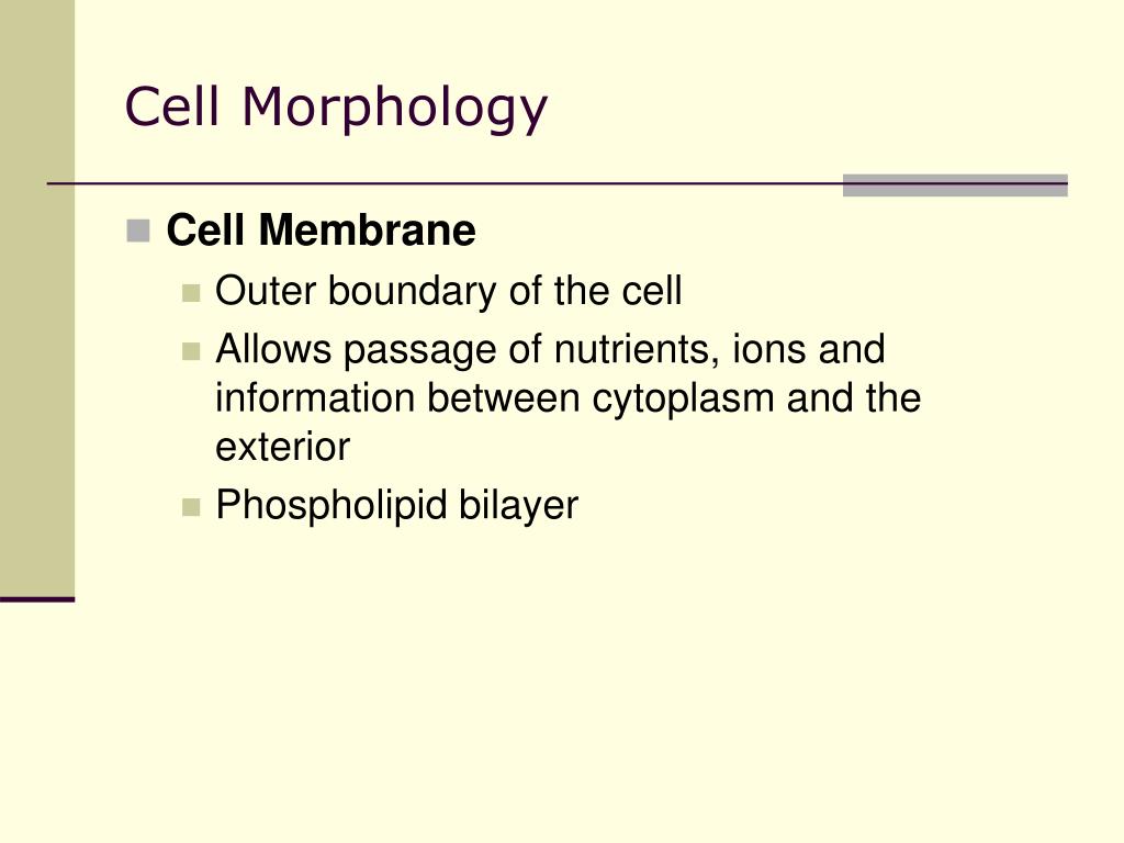 PPT - MLAB 1415- Hematology Keri Brophy-Martinez PowerPoint ...