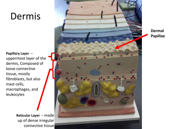 PPT - Lab: Integumentary System PowerPoint Presentation - ID:4619228