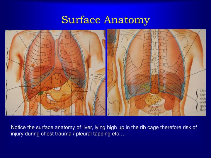 PPT - Liver PowerPoint Presentation - ID:4619306