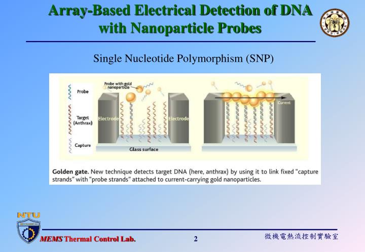 PPT - SNP Biochip with Electrical Detection and Gold Nanoparticles ...