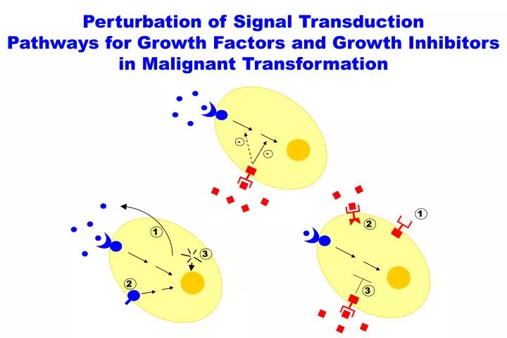 PPT - Perturbation of Signal Transduction PowerPoint Presentation, free ...