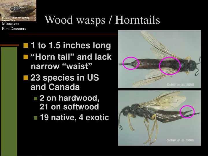 PPT - Wood wasps / Horntails PowerPoint Presentation, free download ...