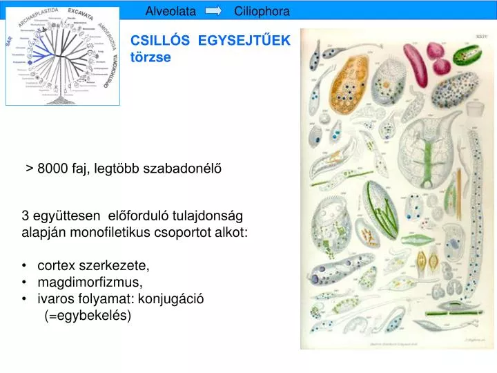 PPT - CSILLÓS EGYSEJTŰEK törzse PowerPoint Presentation, free download ...