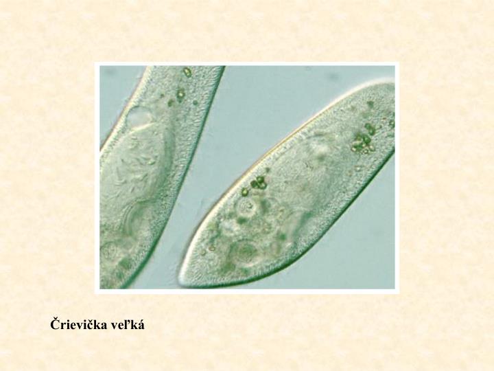 PPT - Vodné živočíchy - bezstavovce PowerPoint Presentation - ID:4622322