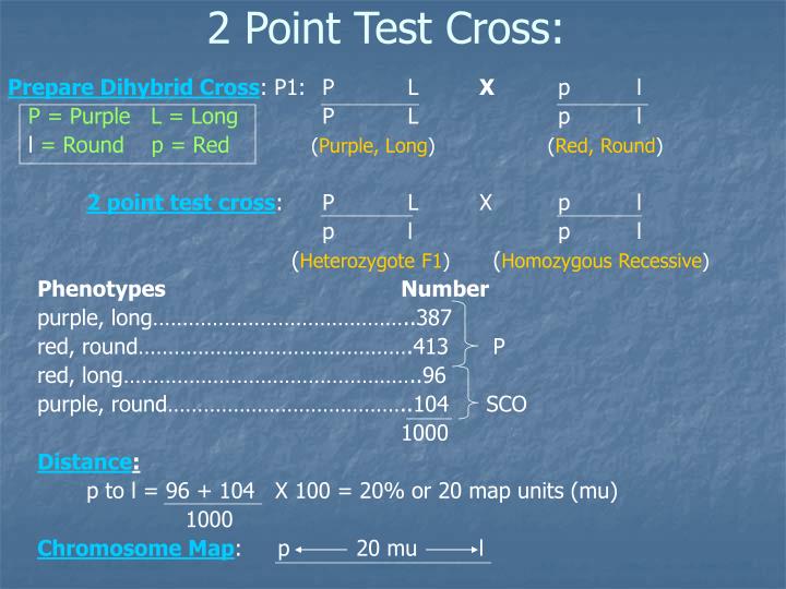 PPT - Diploid Mapping PowerPoint Presentation - ID:4622465