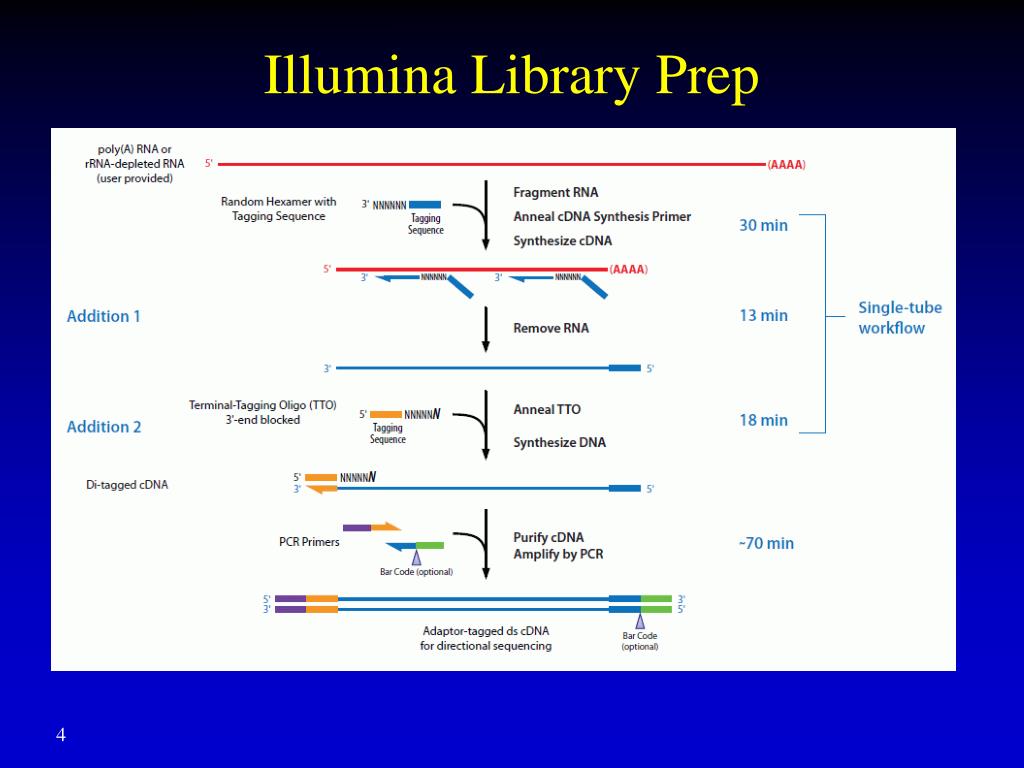 PPT - High Throughput Sequencing PowerPoint Presentation, free download ... PPT - High Throughput Sequencing PowerPoint Presentation, free download ...
