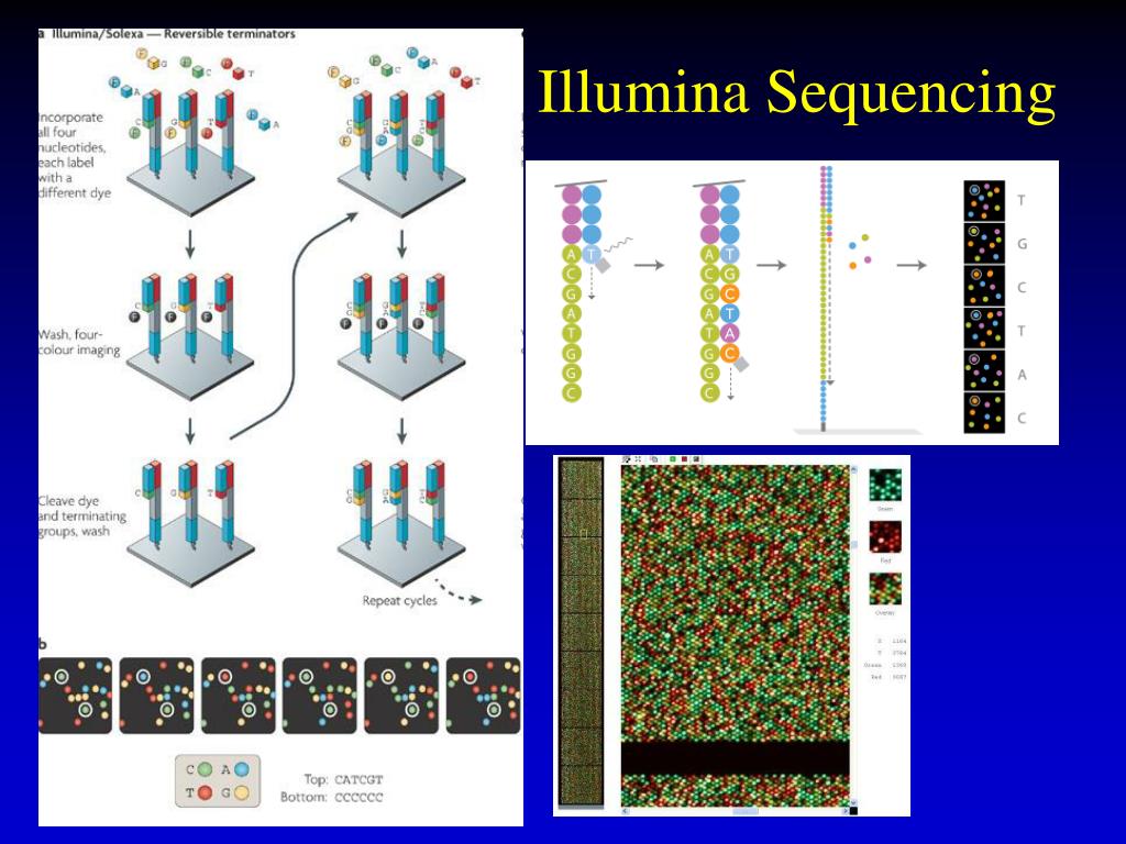 PPT - High Throughput Sequencing PowerPoint Presentation, free download ... PPT - High Throughput Sequencing PowerPoint Presentation, free download ...