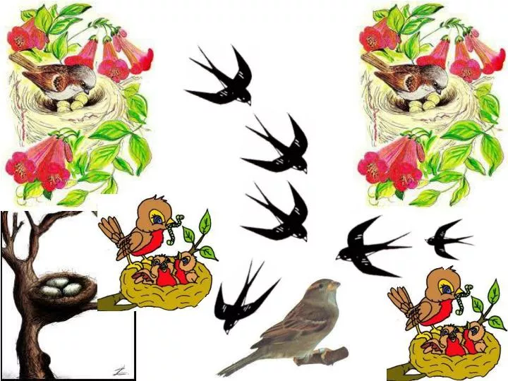 PPT - Vrabac i laste PowerPoint Presentation, free download - ID:4623547