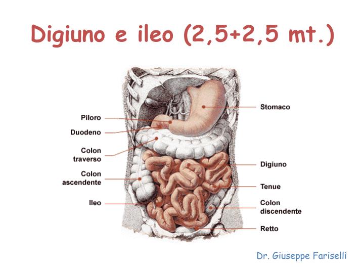 PPT - L’apparato digerente: fegato, colecisti, pancreas, milza ...