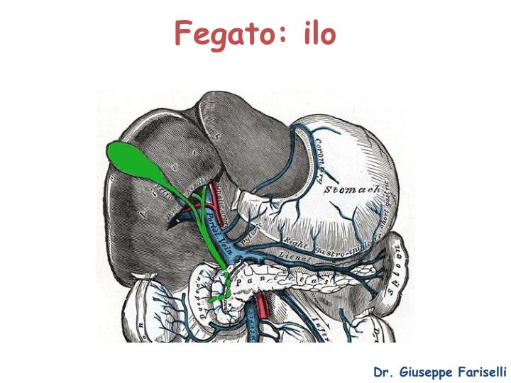 PPT - L’apparato digerente: fegato, colecisti, pancreas, milza ...