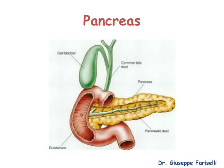 PPT - L’apparato digerente: fegato, colecisti, pancreas, milza ...