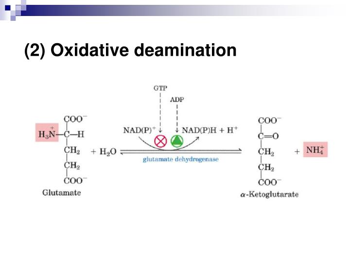 PPT - Amino Acid Metabolism PowerPoint Presentation - ID:4626438