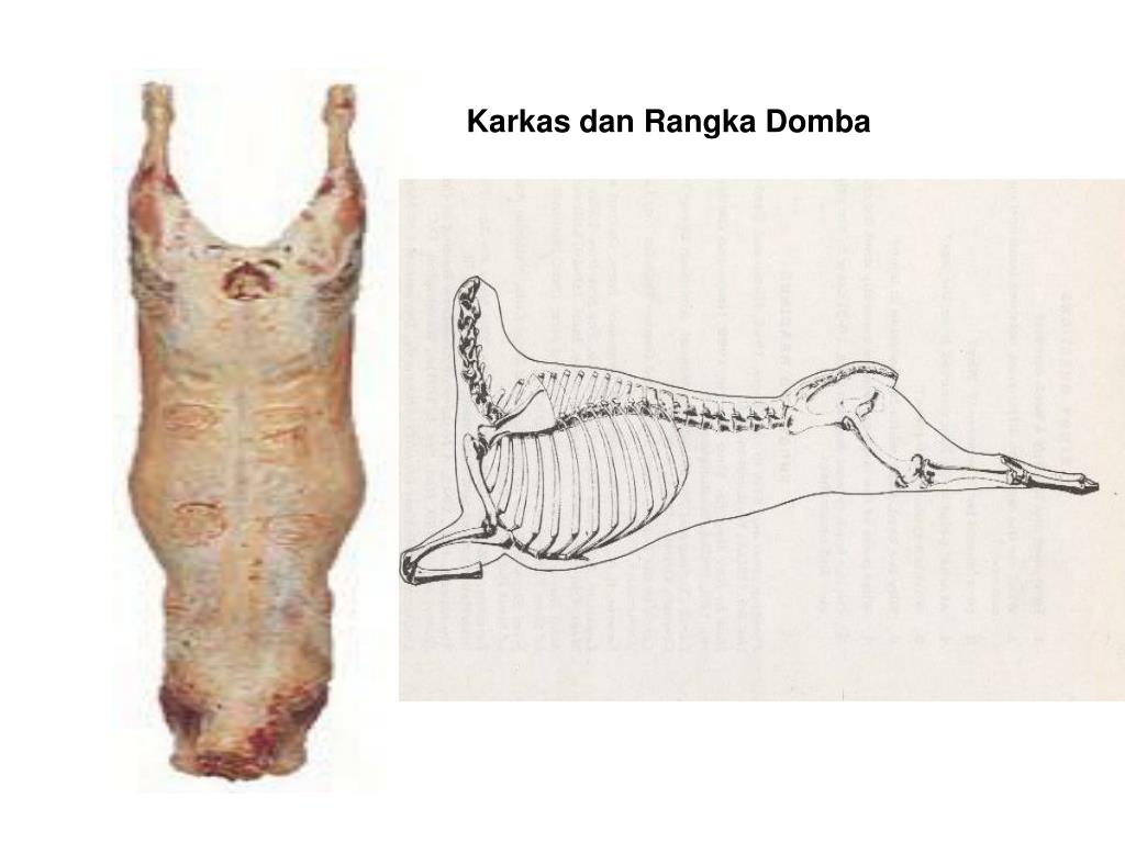 PPT - TUMBUH KEMBANG TUBUH TERNAK PowerPoint Presentation, free ...