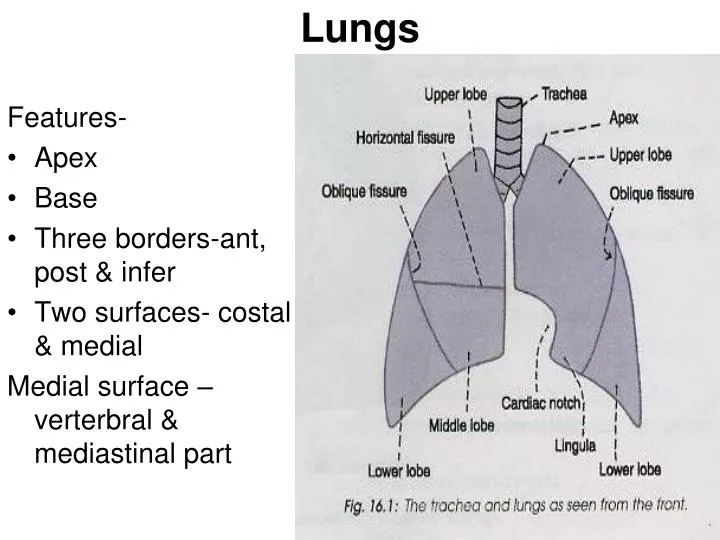 PPT - Lungs PowerPoint Presentation, free download - ID:4626662