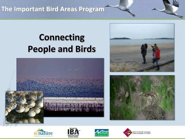 PPT - The Important Bird Areas Program PowerPoint Presentation, free ...