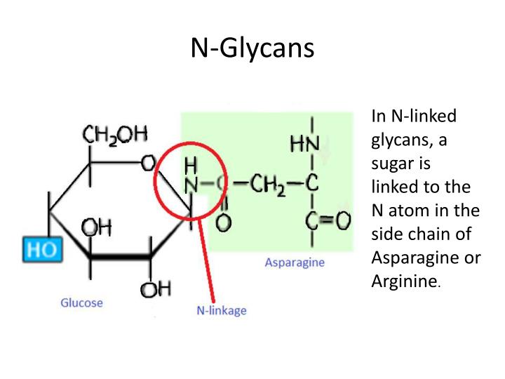 PPT - Evolution of Glycan Diversity and Cellular Organization of ...