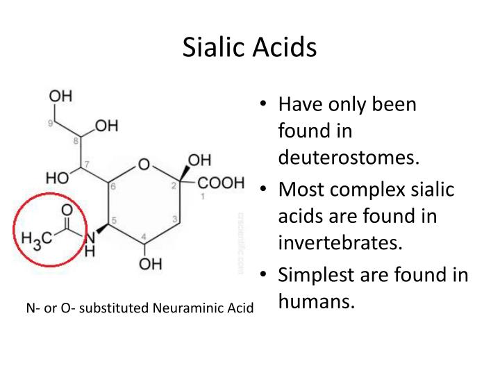 PPT - Evolution of Glycan Diversity and Cellular Organization of ...