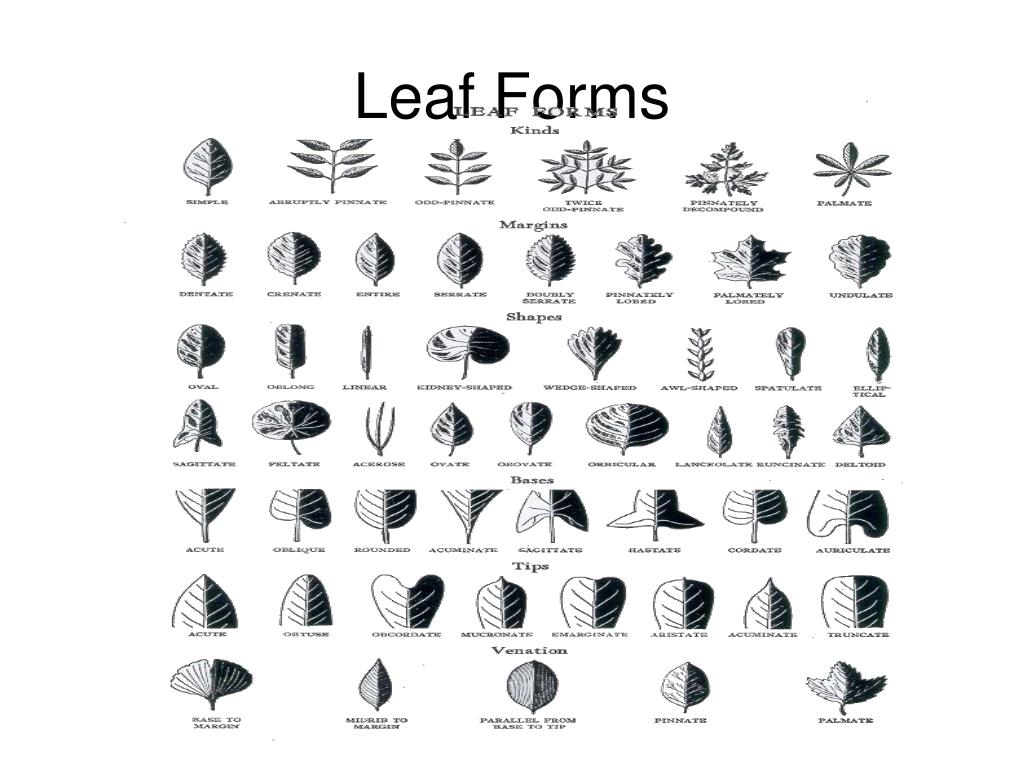 PPT - Plant Anatomy PowerPoint Presentation, free download - ID:4628015