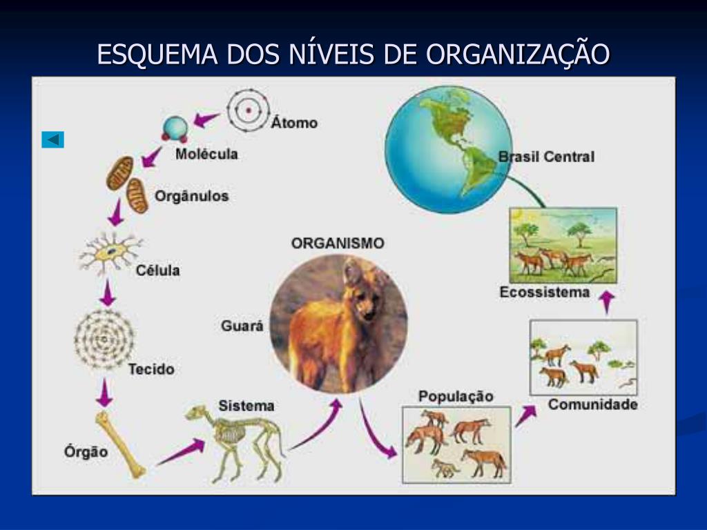 PPT - ECOLOGIA GERAL PowerPoint Presentation, free download - ID:4629411 PPT - ECOLOGIA GERAL PowerPoint Presentation, free download - ID:4629411